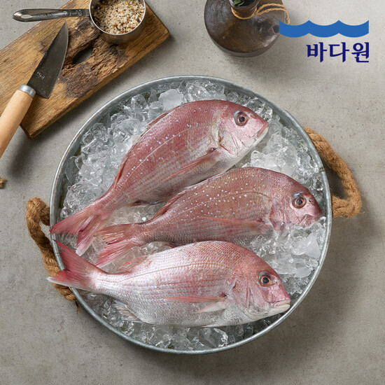 [hmall] [바다원] 국내산 반건조 참돔 7미 12838791 | 홈쇼핑모아